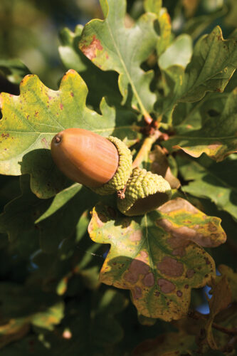 Harvesting Edible Acorns - Grit